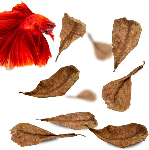 SunGrow 50 pcs Betta Fin Rot Treatment Catappa Indian 1 Count (Pack of ...