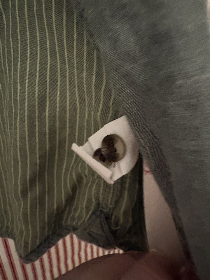 Fat Face Men's Long Sleeve Cotton Shirt XXL Reg GRN - Grass Green | eBay UK