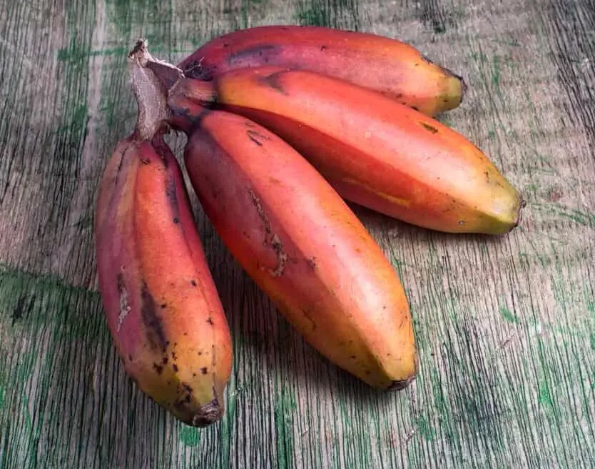 Red Dacca Banana Plant - Live Plant - aka Cuban Red Banana Plant | eBay