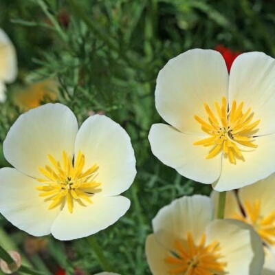 CALIFORNIAN POPPY IVORY CASTLE ESCHSCHOLZIA 150+seeds Cottage ...