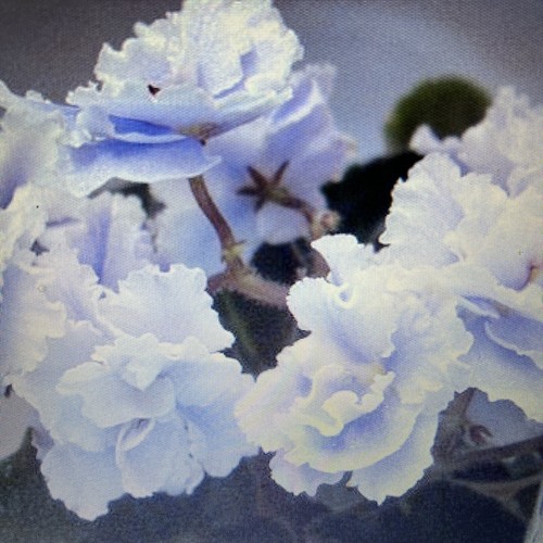 African Violet Starter Plant Boo Man Semi Mini | eBay