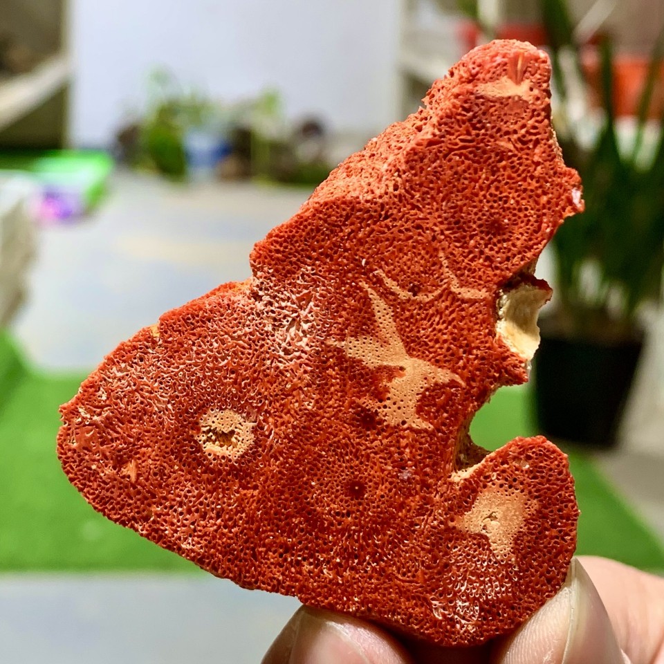 22G Natural Red coral reef Cluster Ocean Mineral Crystal Specimen | eBay