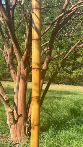 Extra large bamboo poles 3.5 inches in diameter available your choice ...