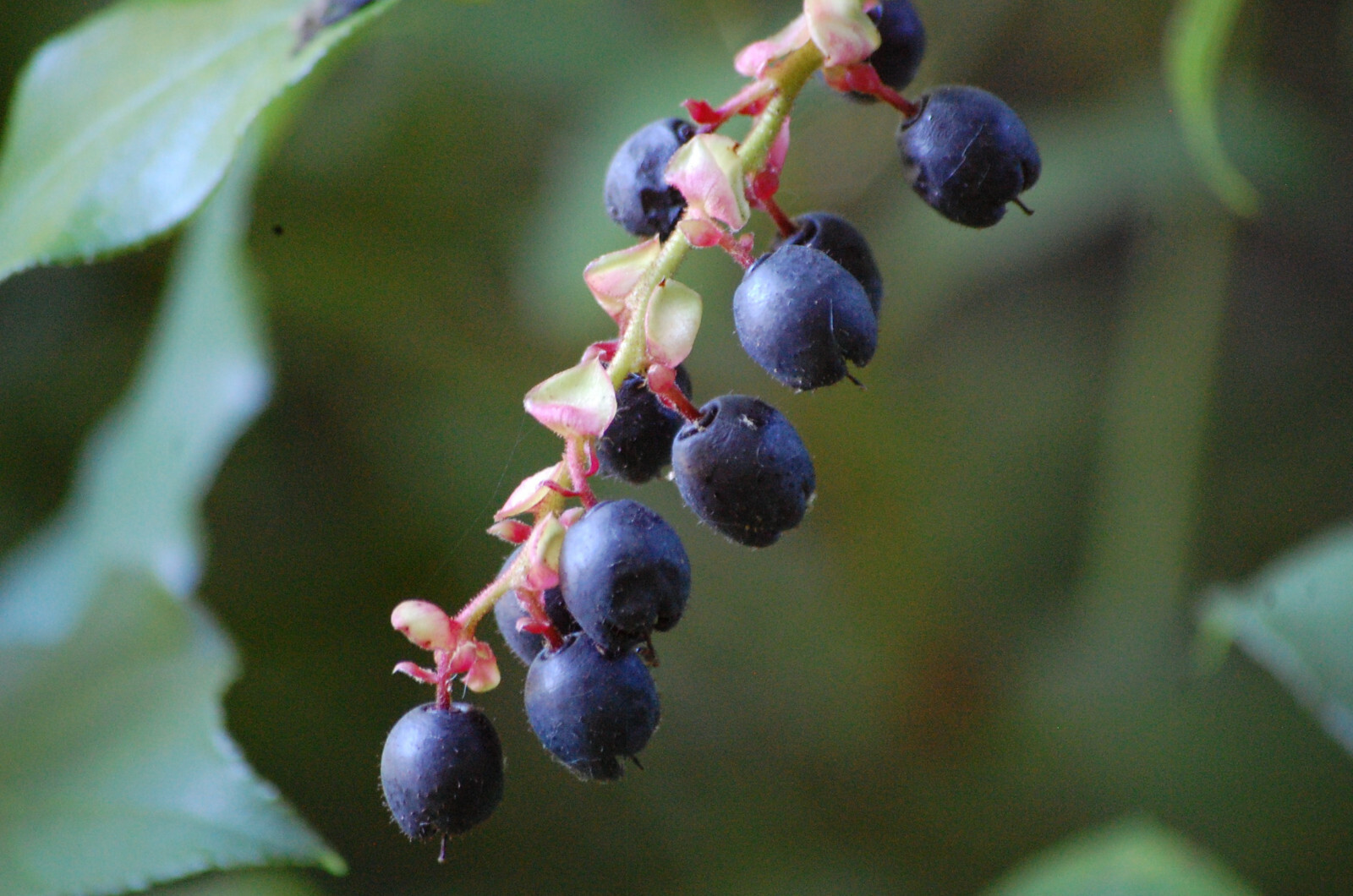 Salal Berry / Gaultheria shallon (30 seeds) | eBay