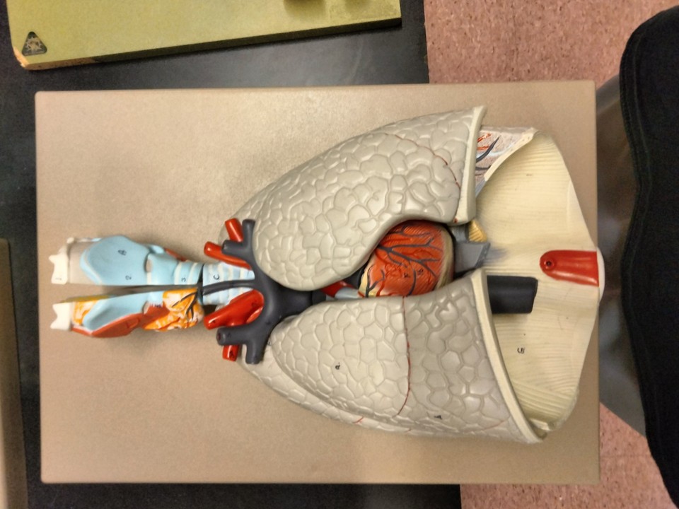 SOMOS Anatomy Respiratory System Model | eBay