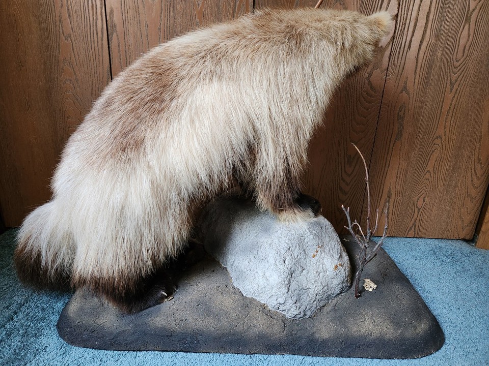 Life Sized Wolverine Taxidermy Mount (Great For Michigan Fan) | eBay