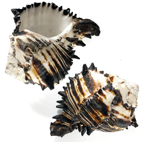 Large Black Murex Shell Zebra Bone Seashell Conch Muricanthus Nigritus ...