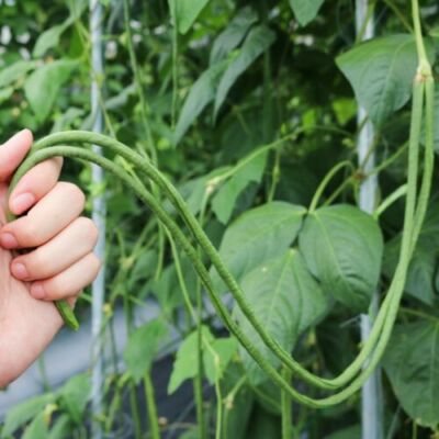 UK Garden: F1 Hybrid Long String Bean VIGOROUS VINE Botboti Lubi Urie ...