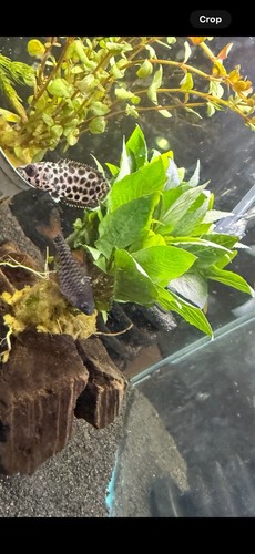 Hygro Blue (Hygrophila Salcifolia) | eBay