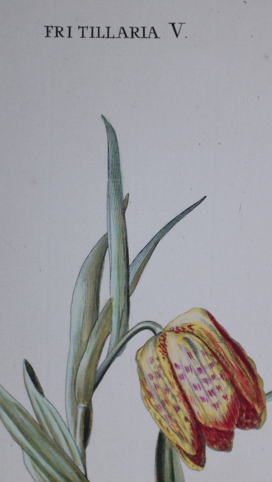 1756 HAND COLOURED PRINT TREW KELLER & SELIGMAN BOTANICAL PRINT FESTUS ...