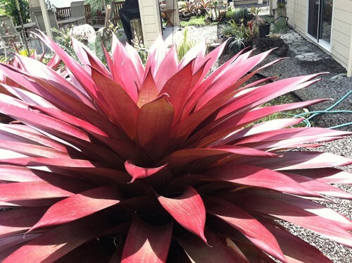 🌟Alcantarea 'Merlot' Smooth Spineless Leaf Bromeliad, Offshoots, Very ...