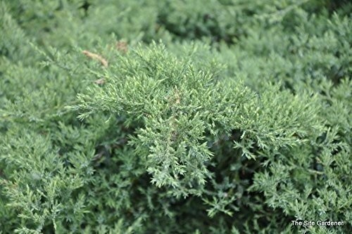Juniper Nicks Compacta | 2 Inch | Juniperus chinensis | Groundcover | eBay