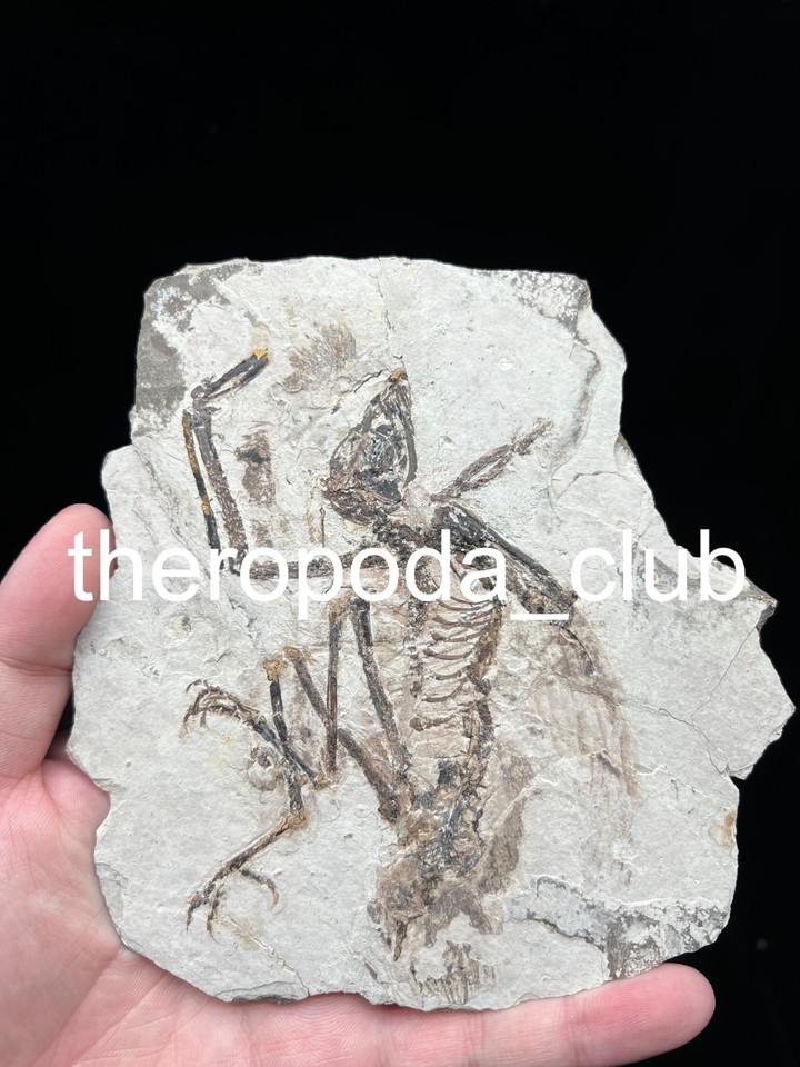 Enantiornithes Fossil 15 × 12 cm – Early Cretaceous Bird – Fine Detail ...