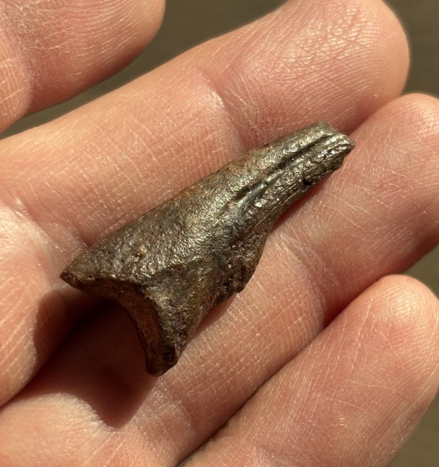 Theropod dinosaur claw Jurassic world tyrannosaurus time fossil tooth ...