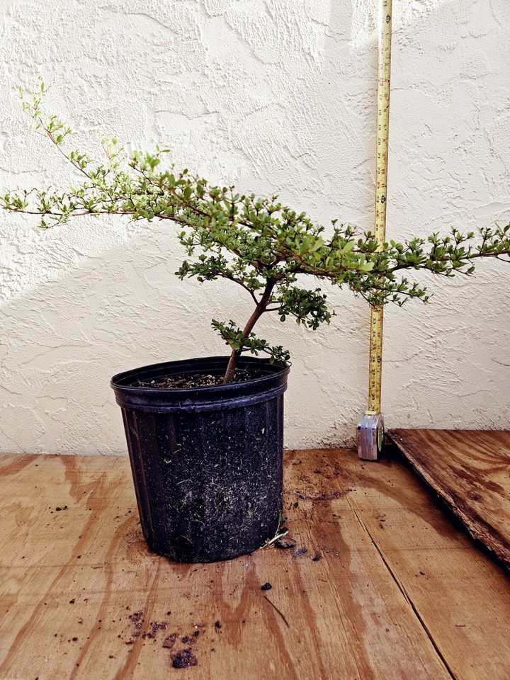 LIVE PLANT 1ft Bucida Spinosa Terminalia - Molinetti - Dwarf Black ...