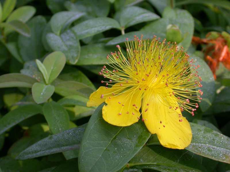 HYPERICUM CALYCINUM~ST. JOHN'S WORT~HARDY PERENNIAL GROUND COVER PLANTS ...
