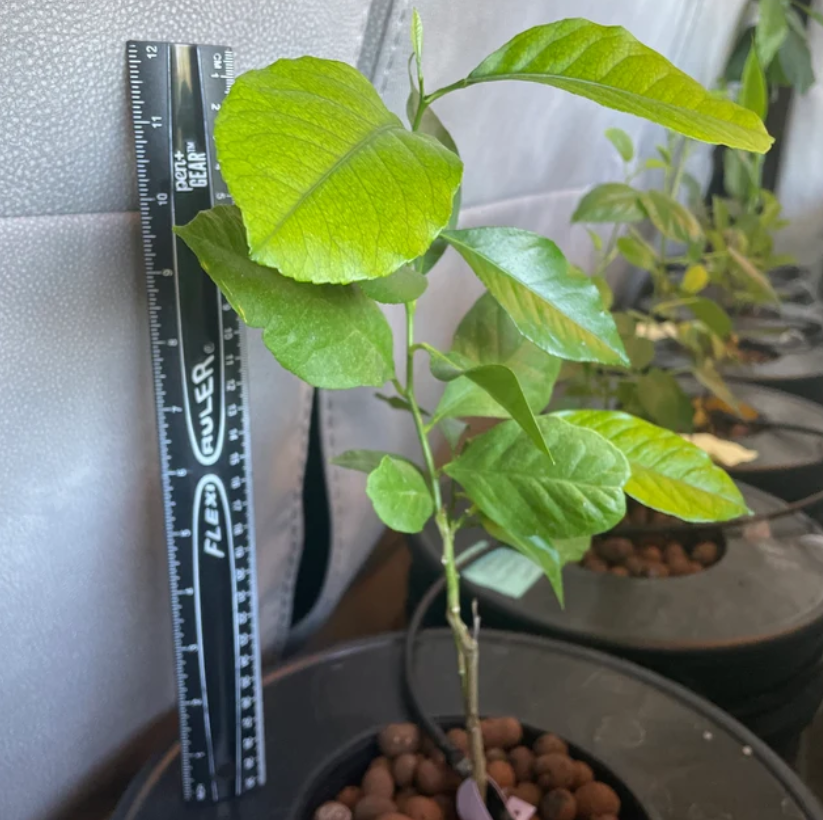 Baby Lemon Plant Meyer Lemon Tree Fruiting Size/Branched Tree 8"
