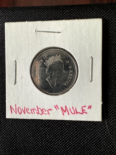 1999 November Canadian Quarter Mule | eBay
