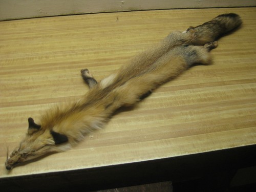 Tanned Cross Fox Hide DAMAGED #0008456 Row A-10 | eBay