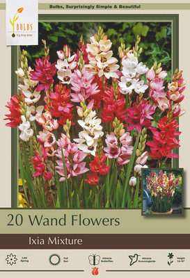 Wand Flower Mix - Ixia - 20 Bulbs - Exquisite Color! - 5/+ cm Bulbs | eBay