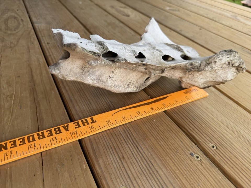 Real Cow Sacrum Vertebrae Bone Voodoo Witchcraft Nature Cure Oddity ...