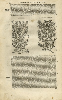 Antique Print-Botany-Box-thorn-Mattioli-p. 132-Anonymous-1572 | eBay