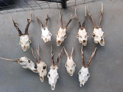 Set - 10 Roe Deer Roebuck Deer Skulls Antlers Deer Skull Anatomy ...