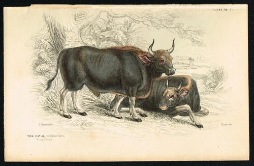 The Gayal (Mithun) Large Domestic Cattle Breed, Hand-Colored Antique ...