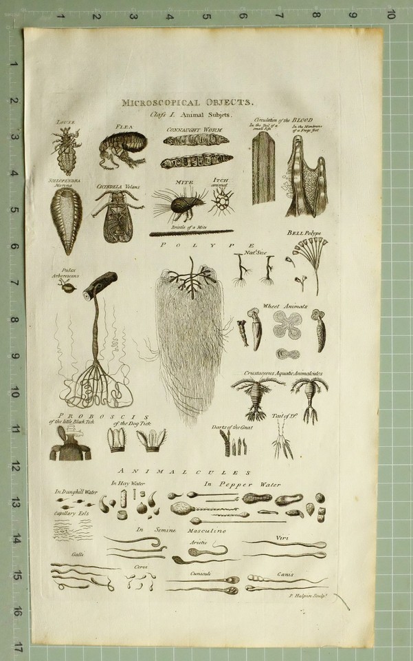 1783 ANTIQUE PRINT MICROSCOPICAL OBJECTS FLEA POLYPE PROBOSCIS ...