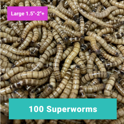 100 LARGE SUPERWORMS 1.5"-2" - Free Shipping, Live Arrival Guarantee | eBay
