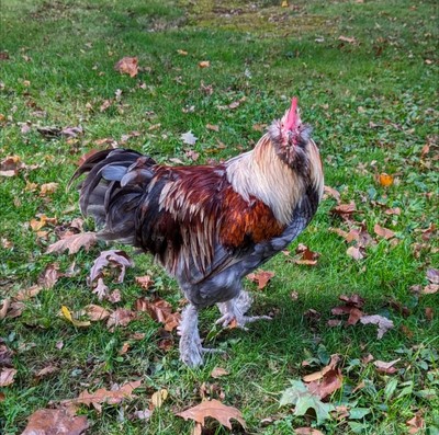 10 ++ Blue Salmon Faverolle Hatching Eggs | eBay