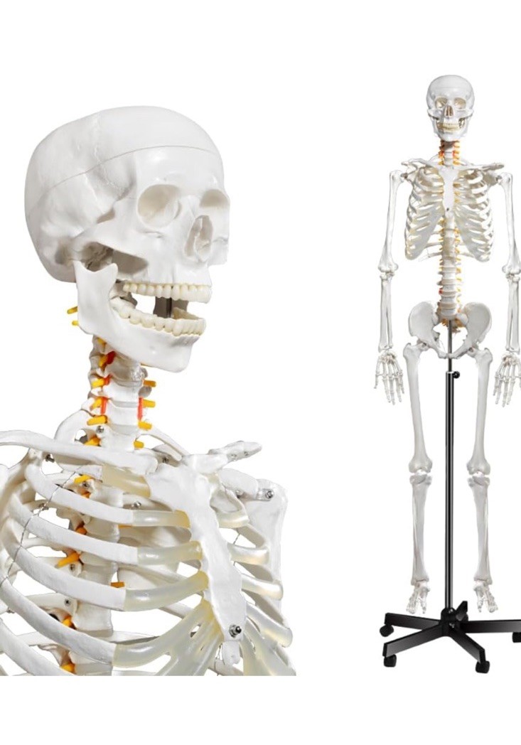 70.8" Life-size Skeleton Model Human Anatomy Medical Students W/Rolling ...