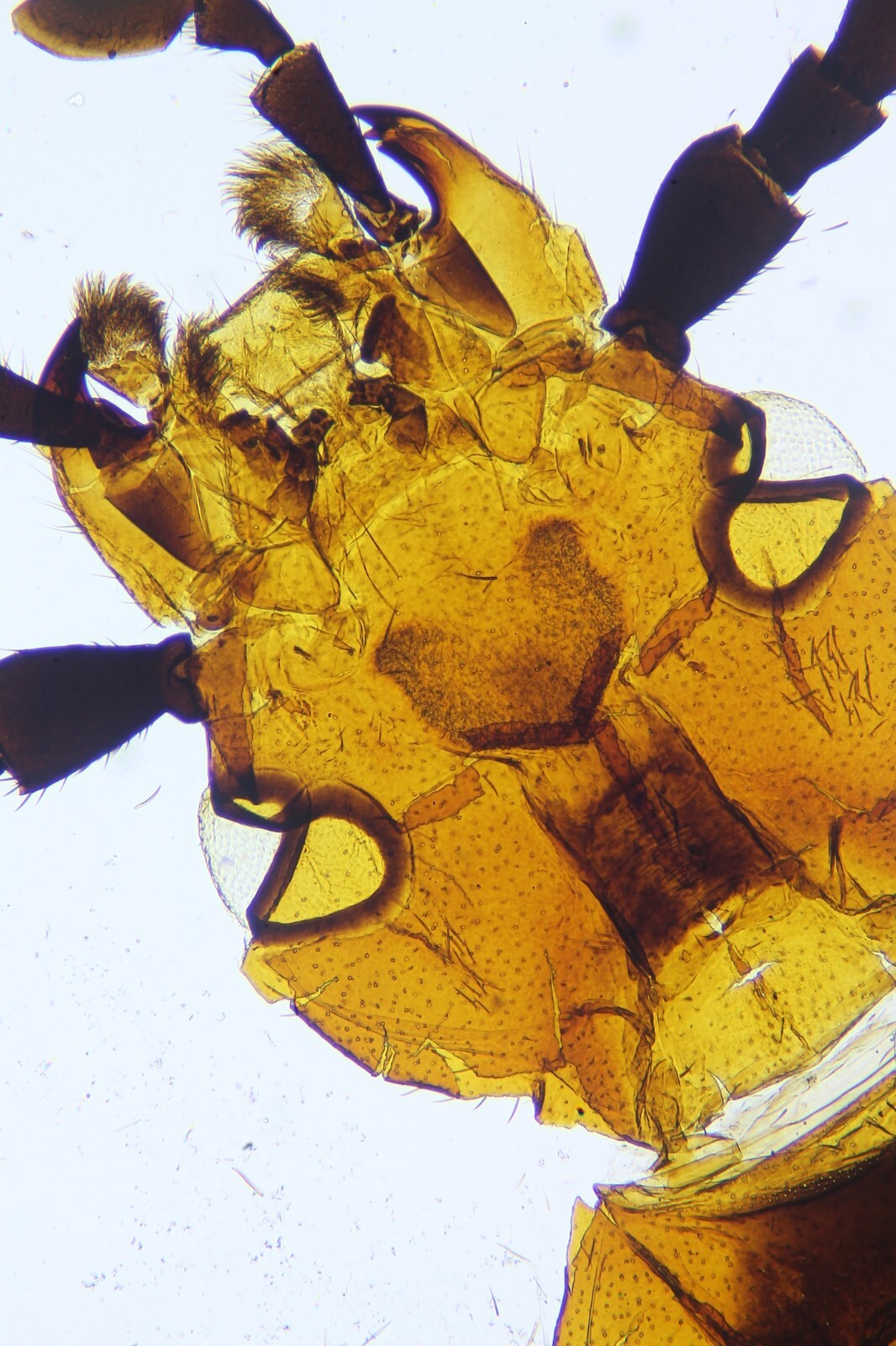 Antique microscope slide. Entire insect. | Grelly UK