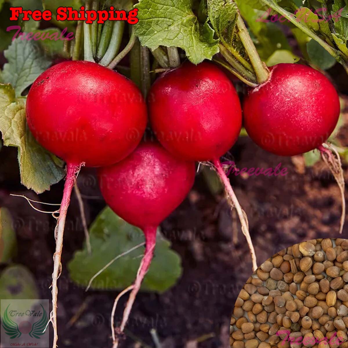 German Giant Radish Seeds - Large Red Globe Radishes | Vegetable Seeds ...