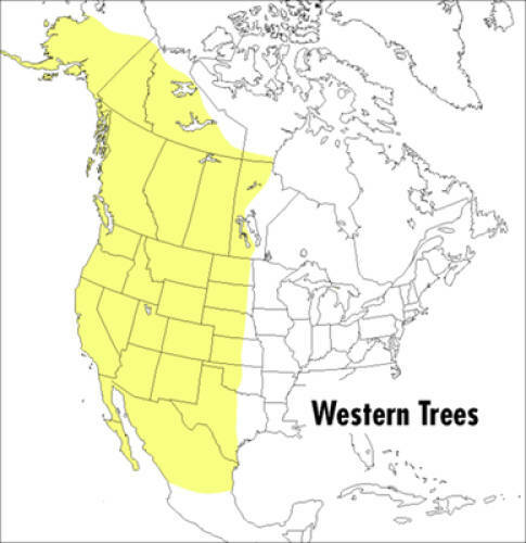 A Field Guide to Western Trees: Western United States and Canada ...