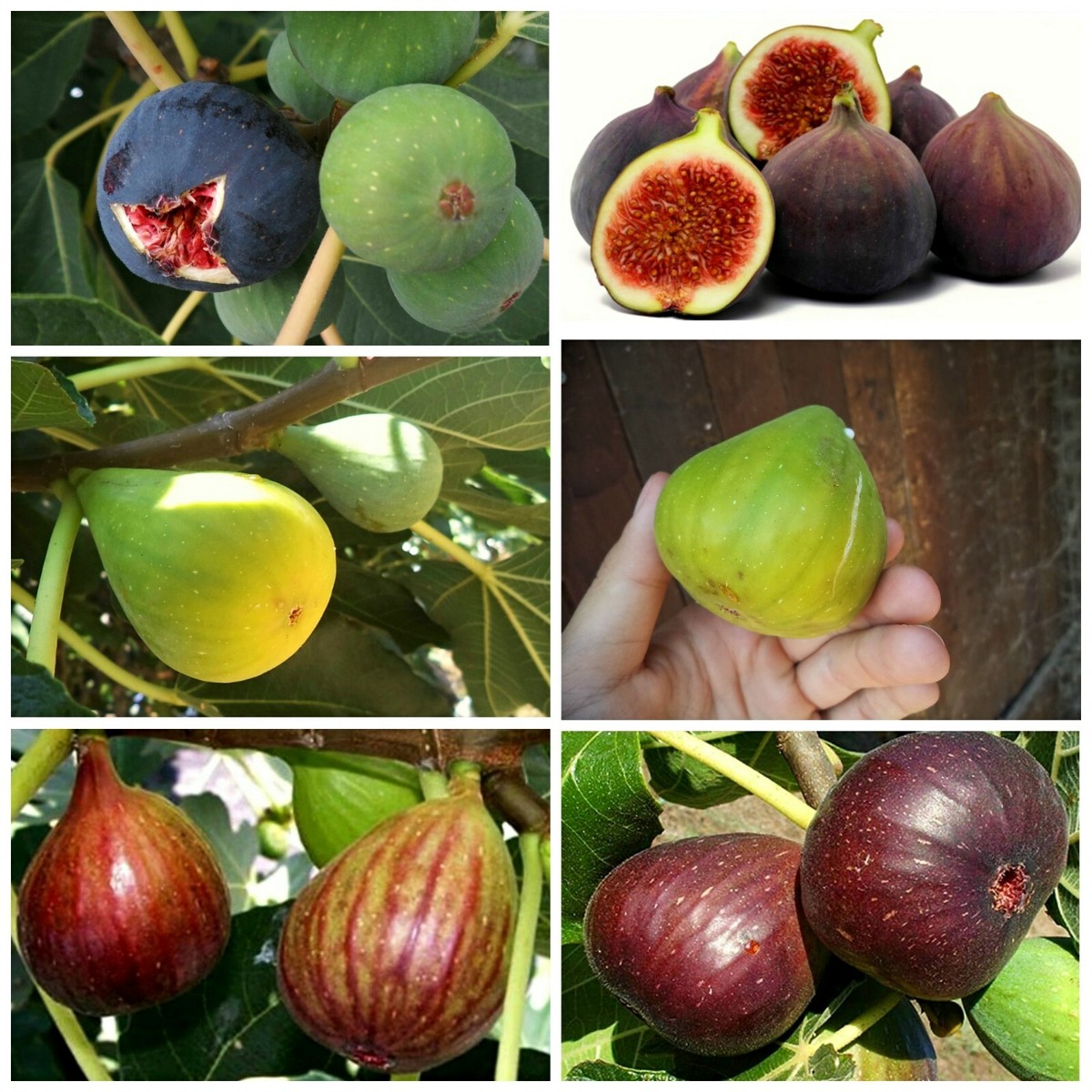 Fig Varieties