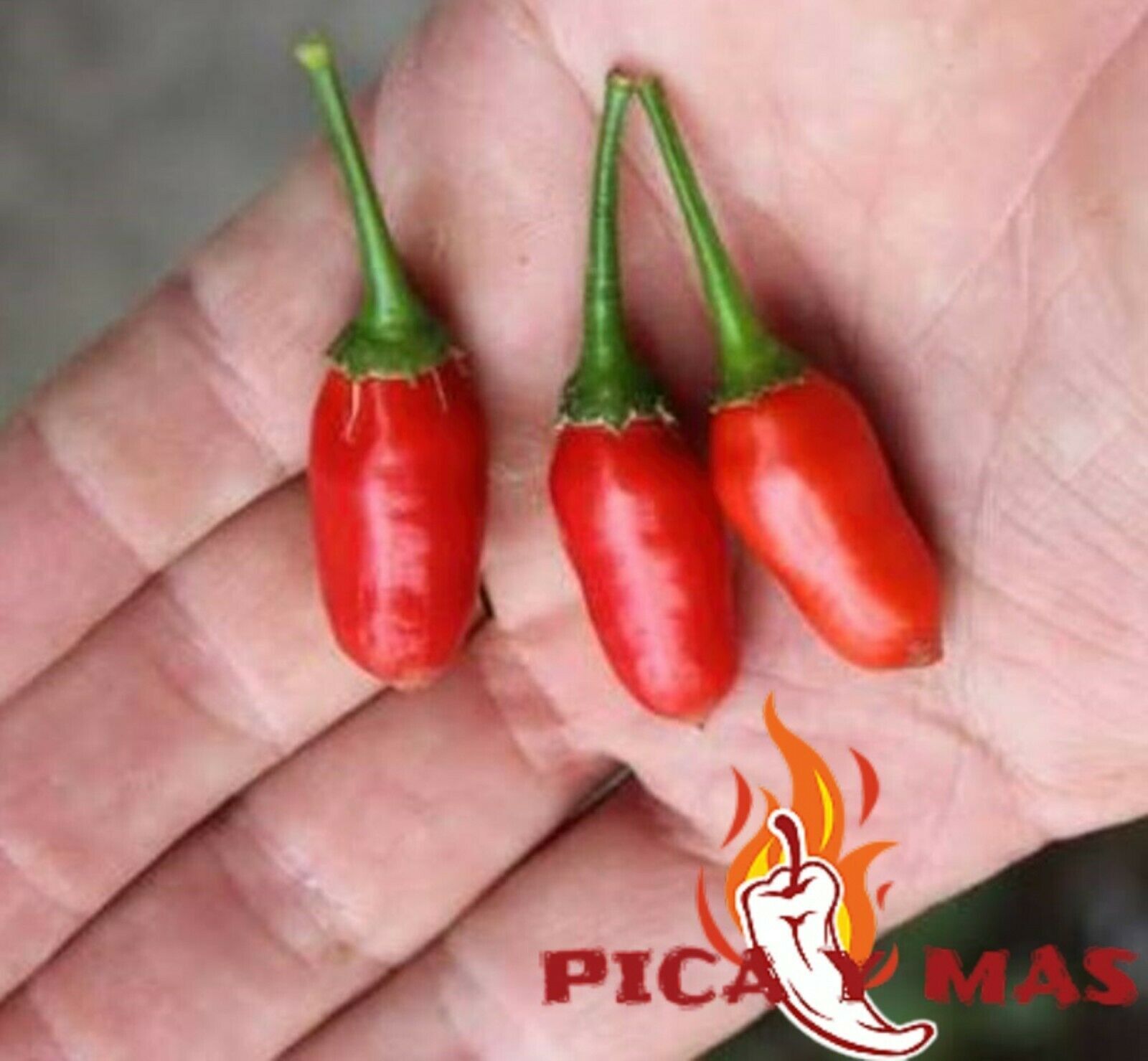 MONKEY PINGUITA PERU CHILI 30 CHILE SEEDS SEEDS CEVICHE PIPI DE MONO | eBay