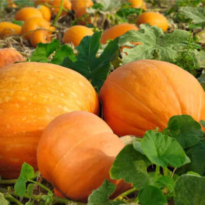 Cucurbita Maxima Cv. "Atlantic Giant" - Calabaza Gigante (1 Paquete de ...