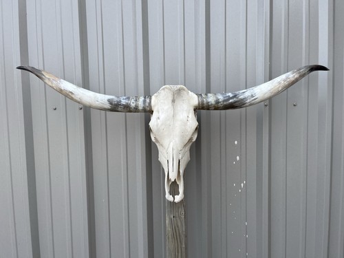 STEER SKULL 4 Feet 8 Inch WIDE Horns BULL HORN MOUNTED COW HEAD | eBay