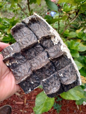 Alligator Scute Lot / Osteoderm / Lot REAL BONE taxidermy 8 Connected ...