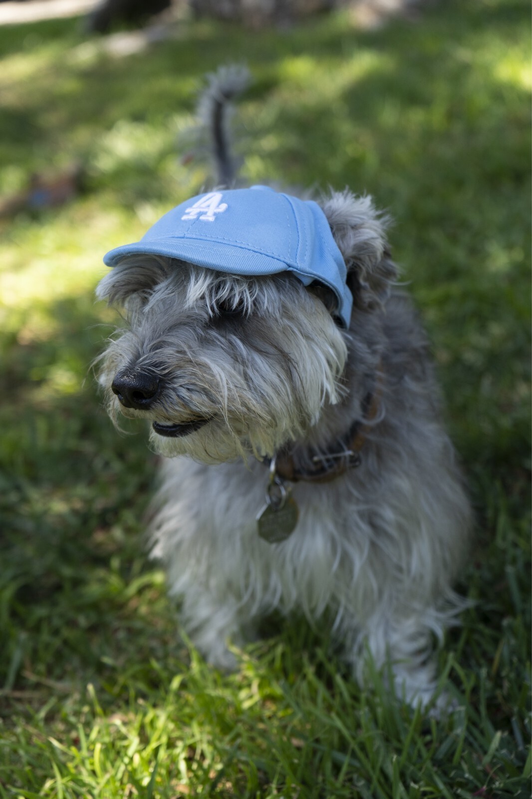 LA Dodgers Dog Baseball Hat - Baby Blue MLB, Los Angeles LA Hat for ...