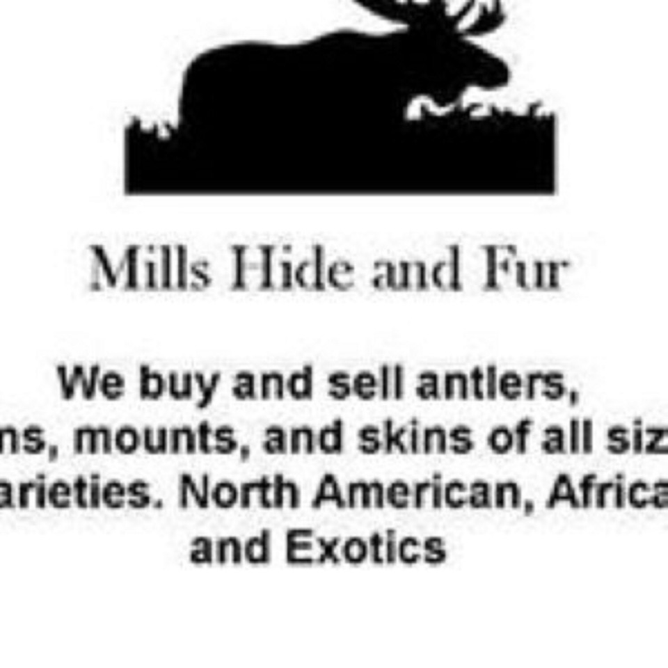 BEAUTIFUL IMPALA SHOULDER MOUNT - Nice HORNS - AWESOME ! = Impala | eBay