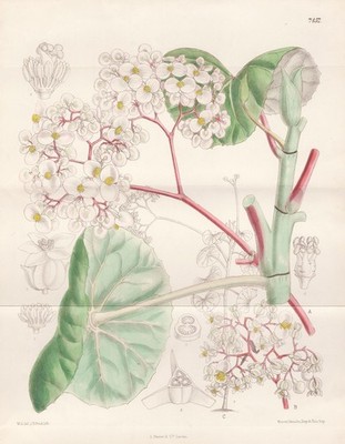 Begonia Umbraculifera Brasil Botanik flower botany lithograph Curtis ...