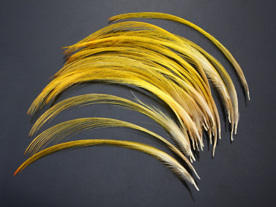 Golden Pheasant Crest Feathers Natural Fly tying ;over 9cm 50 pcs | eBay