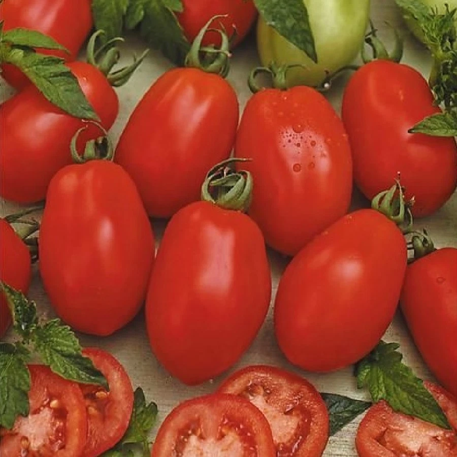 Gmo Tomatoes Vs Organic