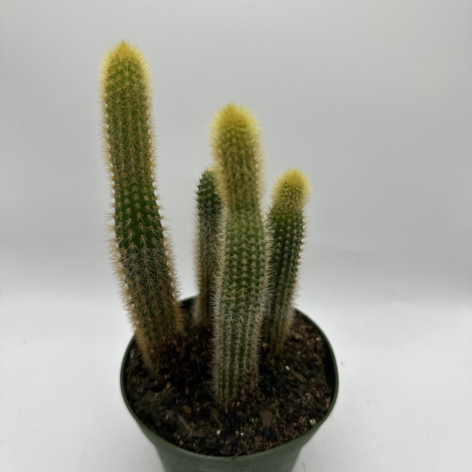 Cleistocactus winteri Golden Rat Tail Cactus | eBay