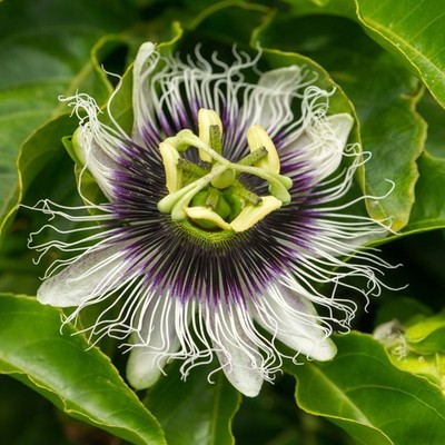 Passiflora edulis 'Frederick' Garden Flower Plant 1 x 9cm Pot Perennial ...