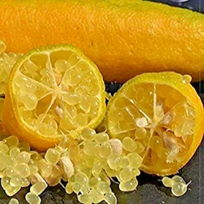 Australian Finger Lime Grafted Plant Sunshine Yellow Caviar Lime Tree ...