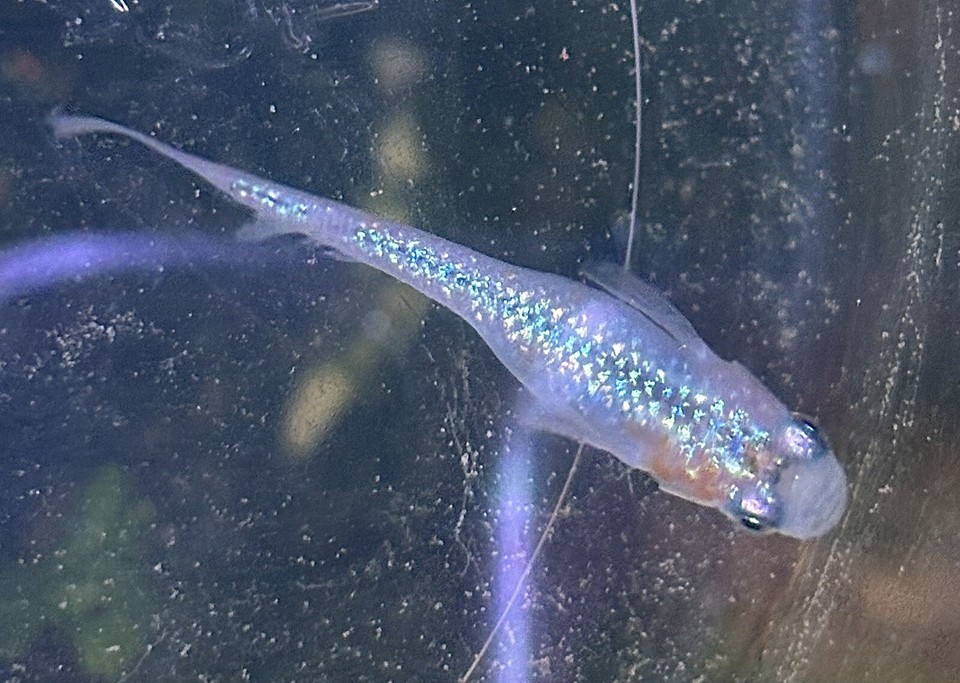 20+ Mixed Japanese Rice Fish Medaka Eggs Sapphire, Ulysses, Tricolor ...