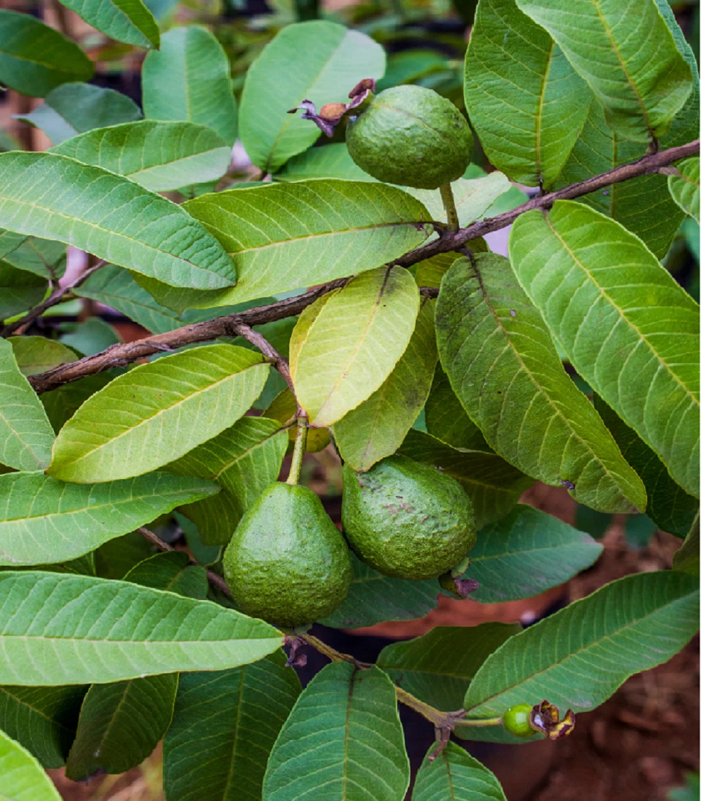 Psidium Guajava Leaves